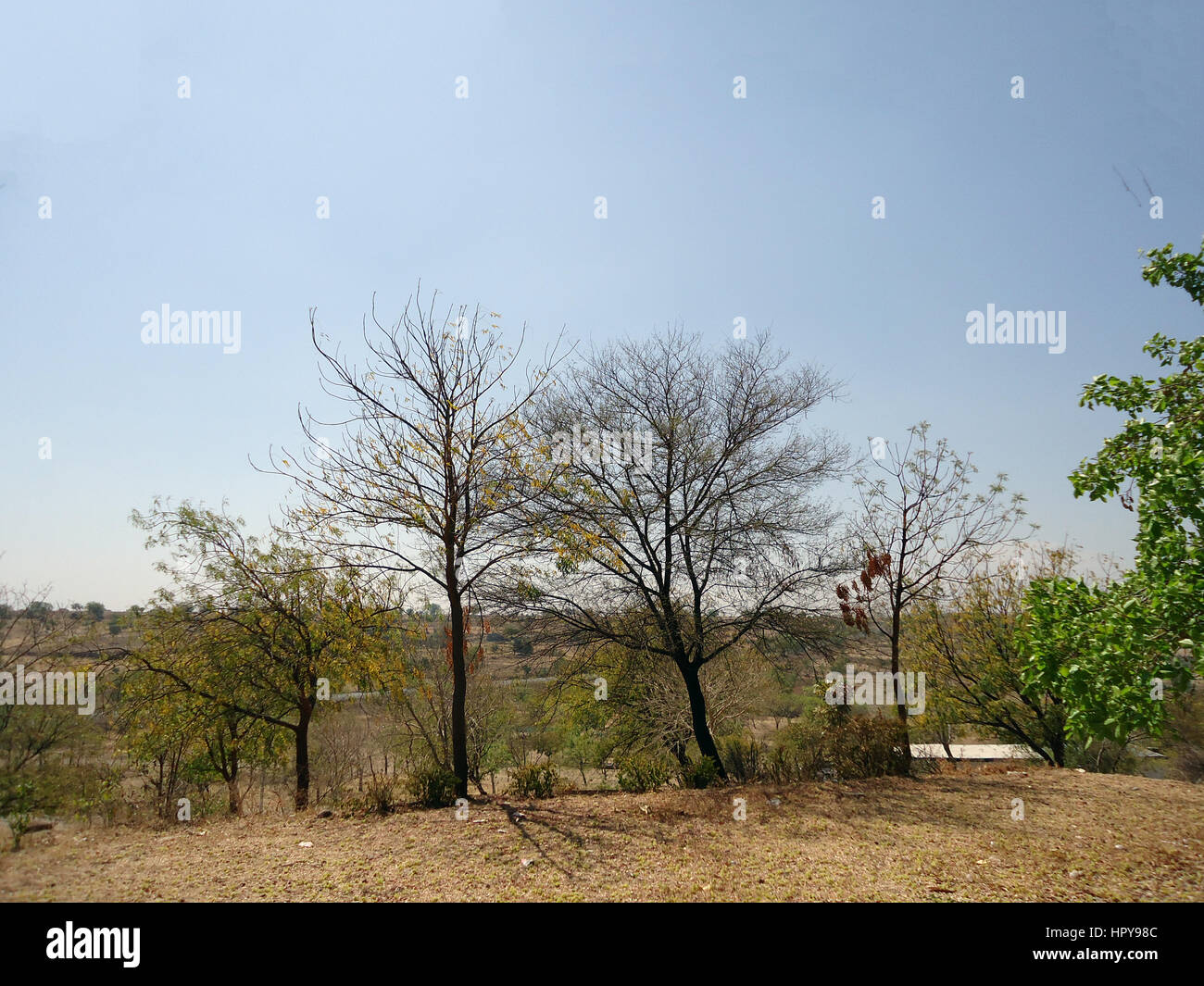 Green trees in a forest create a picturesque and vibrant scene. The ...