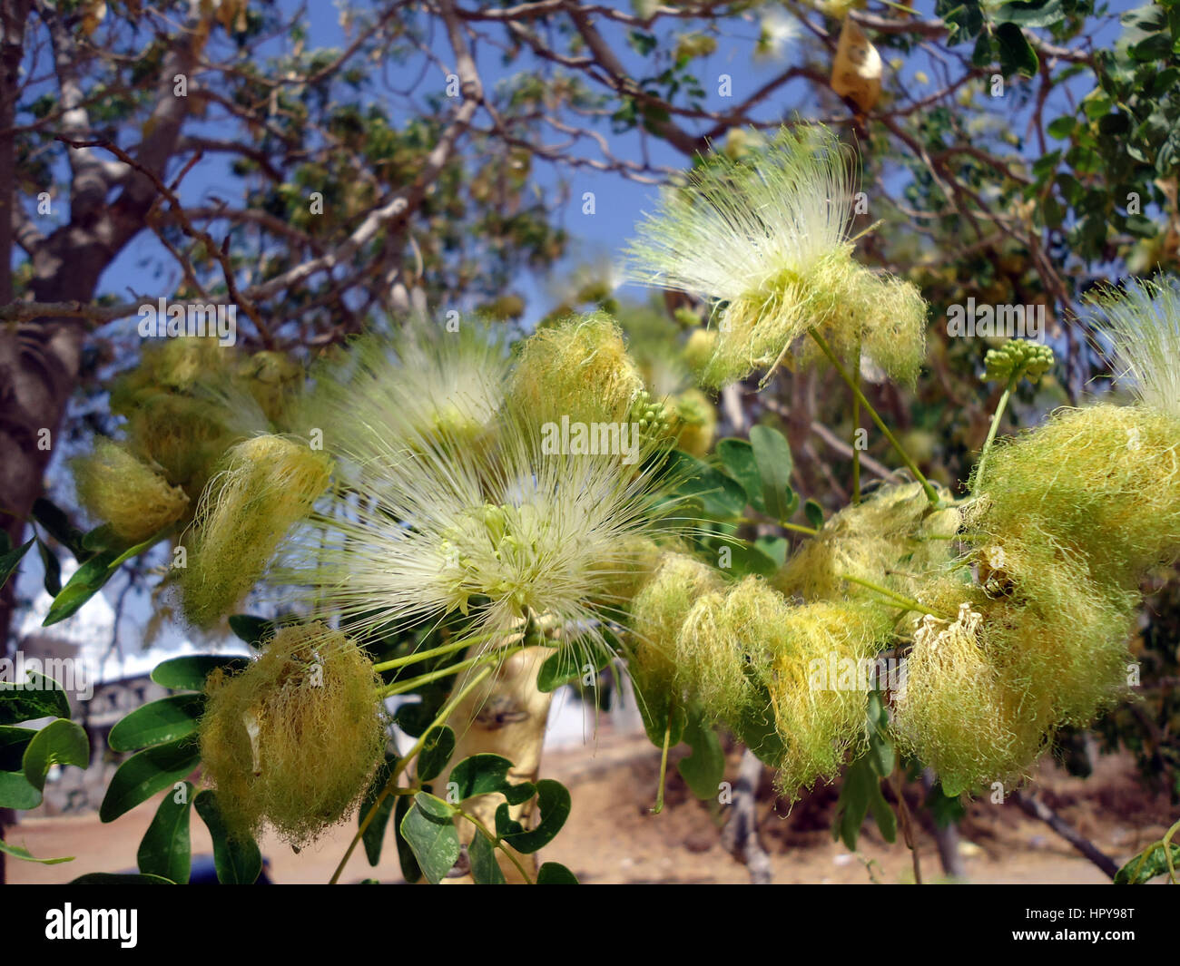 White mimosa flower hi-res stock photography and images - Alamy