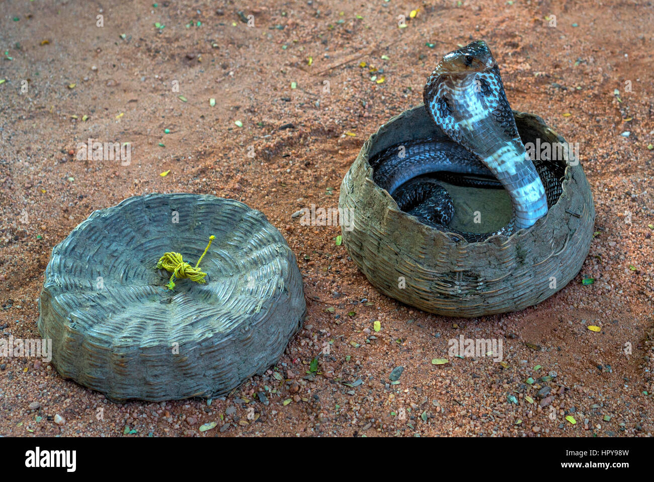Dancing indian cobra in a hamper of snake charmer Stock Photo - Alamy
