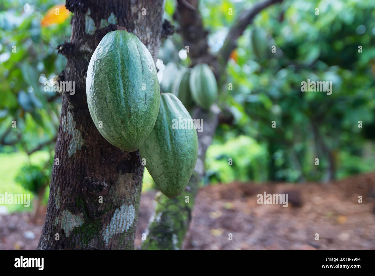Ghana Cocoa Stock Photos & Ghana Cocoa Stock Images - Alamy
