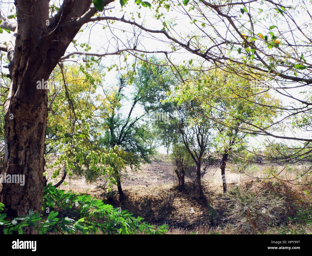Evergreen trees create dense hi-res stock photography and images - Alamy