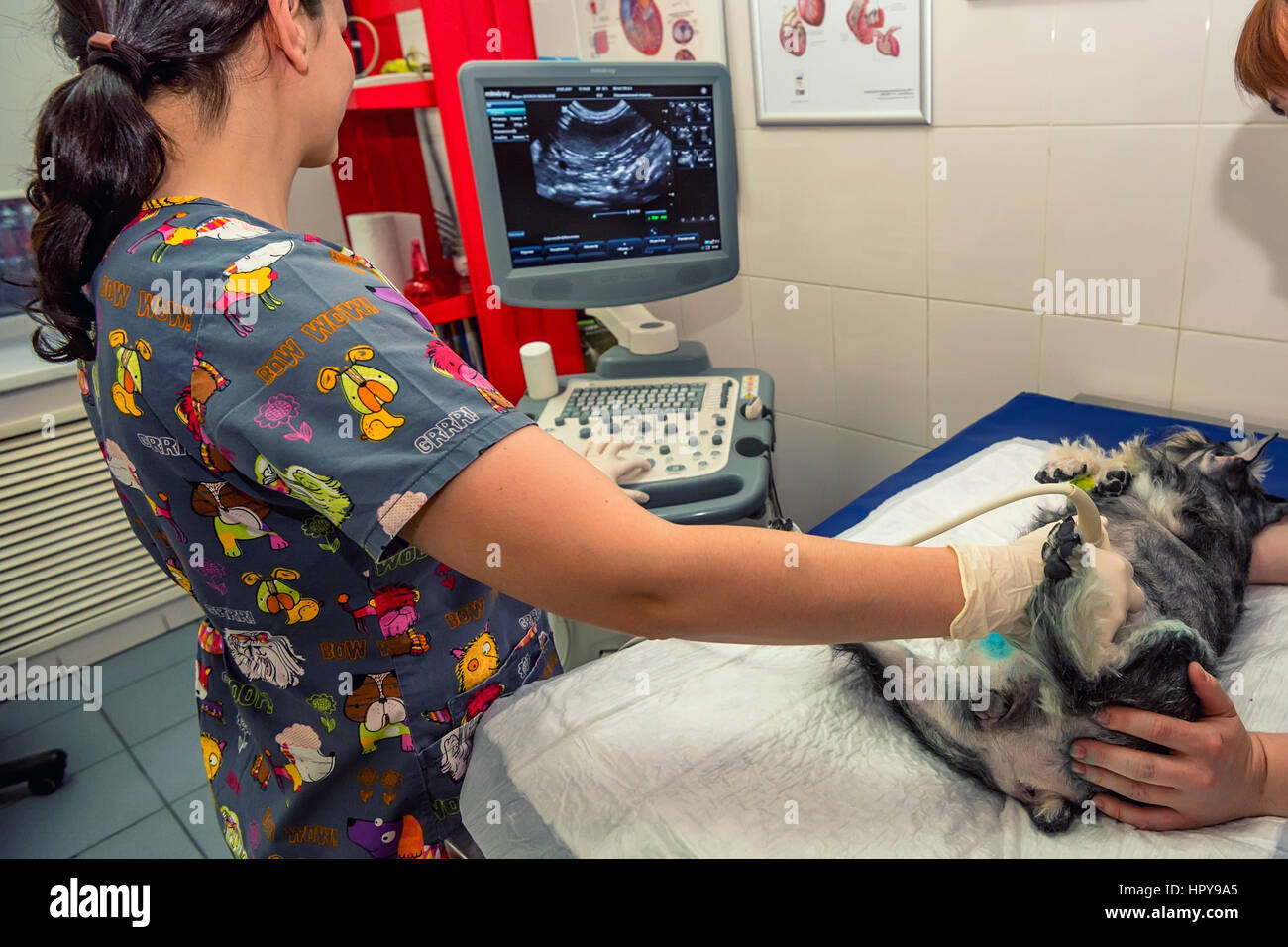 Veterinary physician doing medical ultrasound scan of dog examining its ...