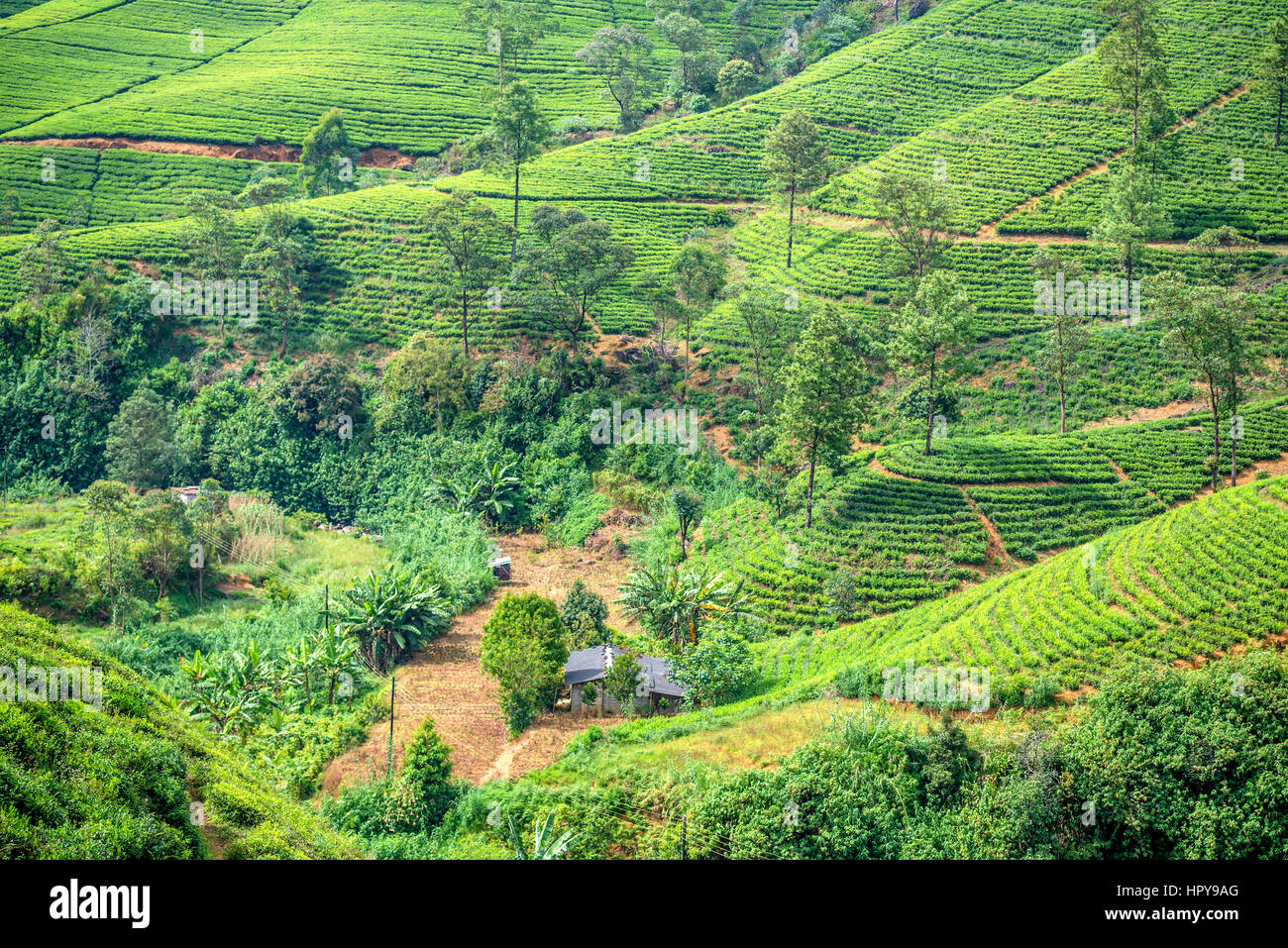 Beautiful view to tea plantation in mountain region of Sri Lanka Stock ...
