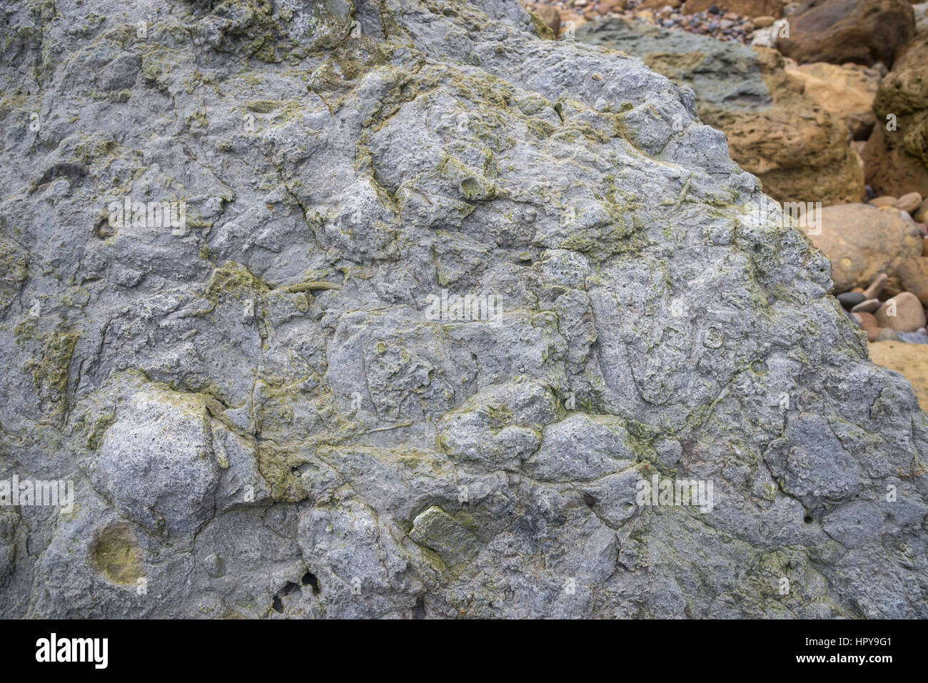 Shell fossils hi-res stock photography and images - Alamy