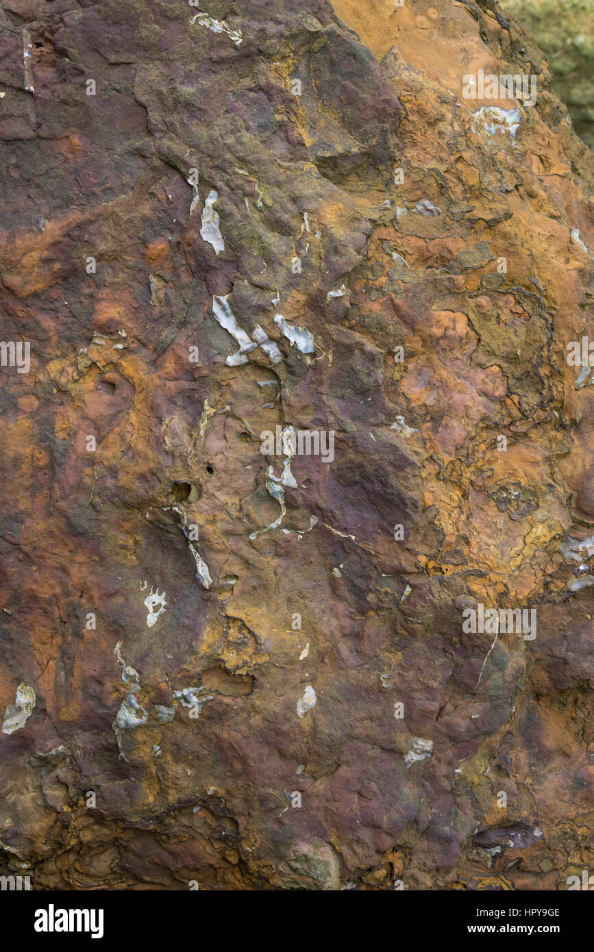 Shell fossils hi-res stock photography and images - Alamy