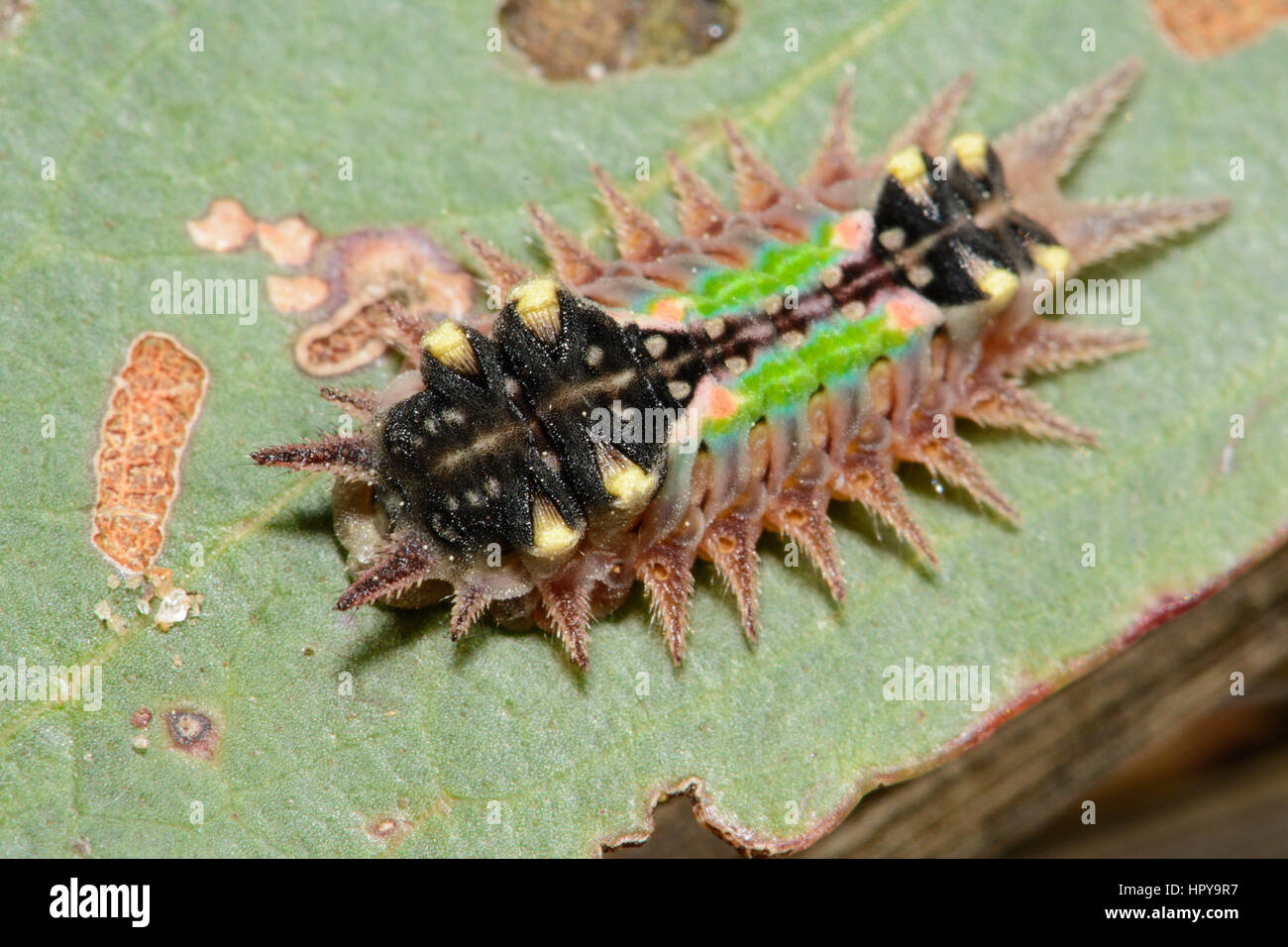 Painted cup moth hi-res stock photography and images - Alamy