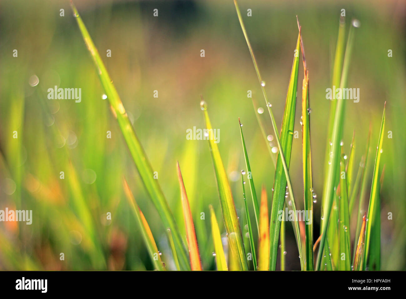 the beautiful morning dew on the grass Stock Photo - Alamy