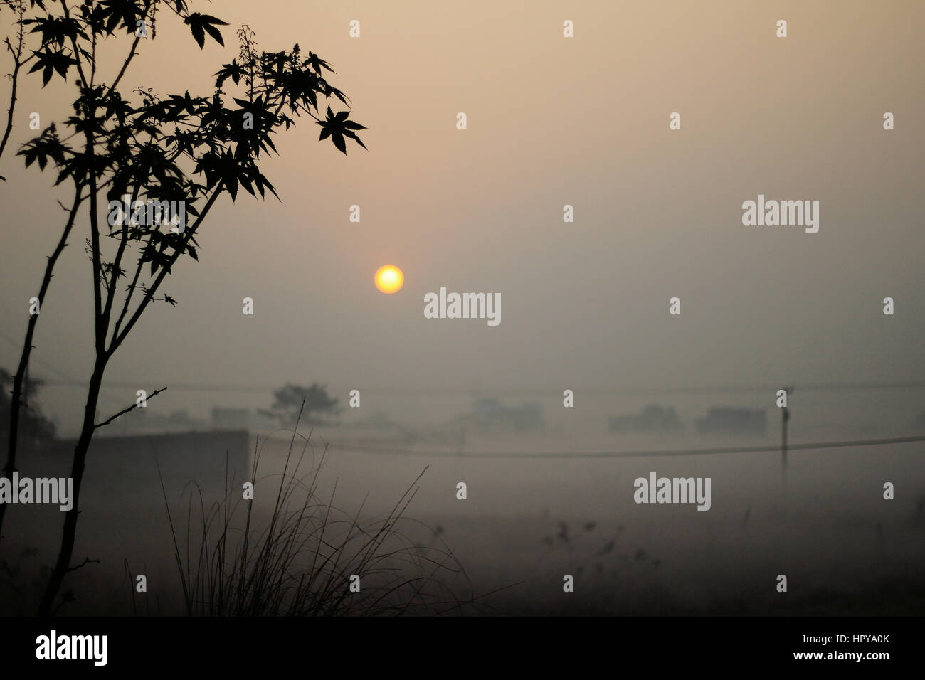 the morning sun rising and the morning dew Stock Photo - Alamy