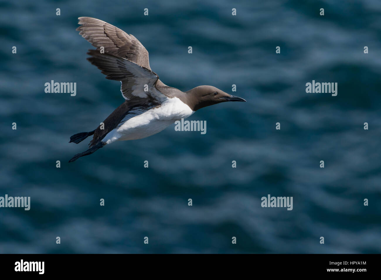 A common Guillemot (Uria aalge) in flight, Farne Isles, Northumberland ...