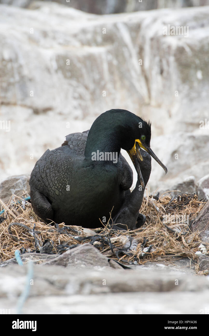 A Shag (Phalacrocorax aristotelis) with newly hatched chick in nest ...