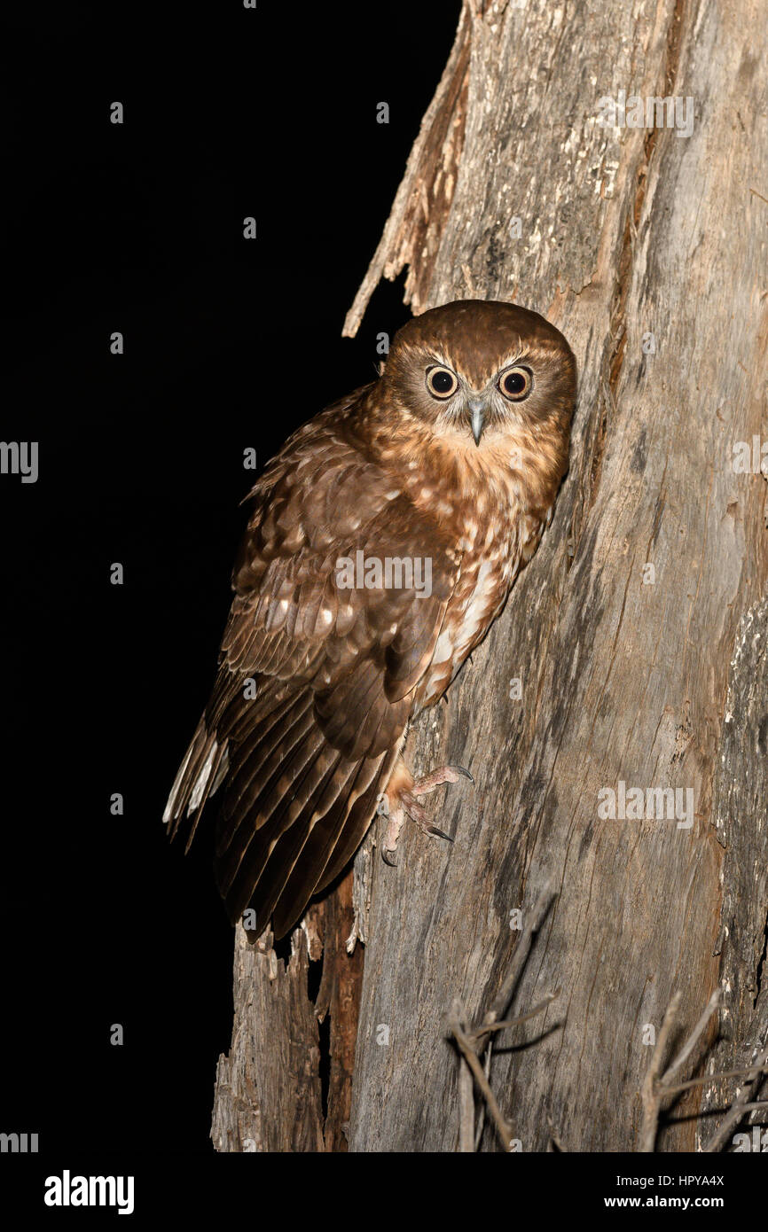Boobook owl hi-res stock photography and images - Alamy