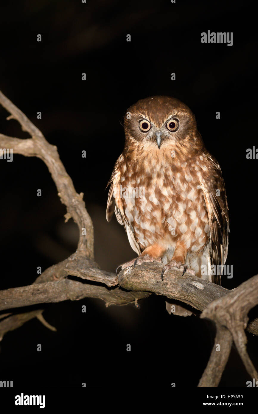 Australian native owl hi-res stock photography and images - Alamy