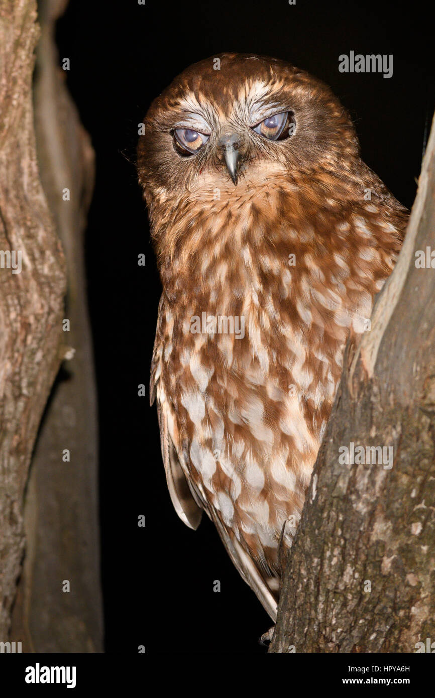 Southern Boobook Owl Stock Photo - Alamy