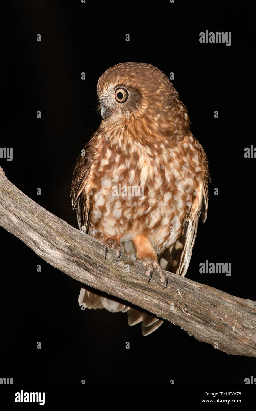 Southern Boobook Owl Stock Photo - Alamy