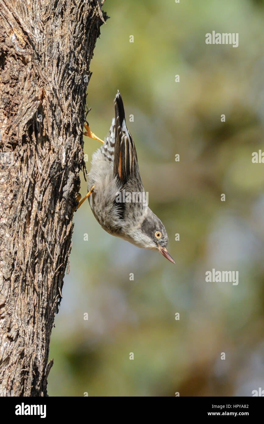 Australian sittella hi-res stock photography and images - Alamy