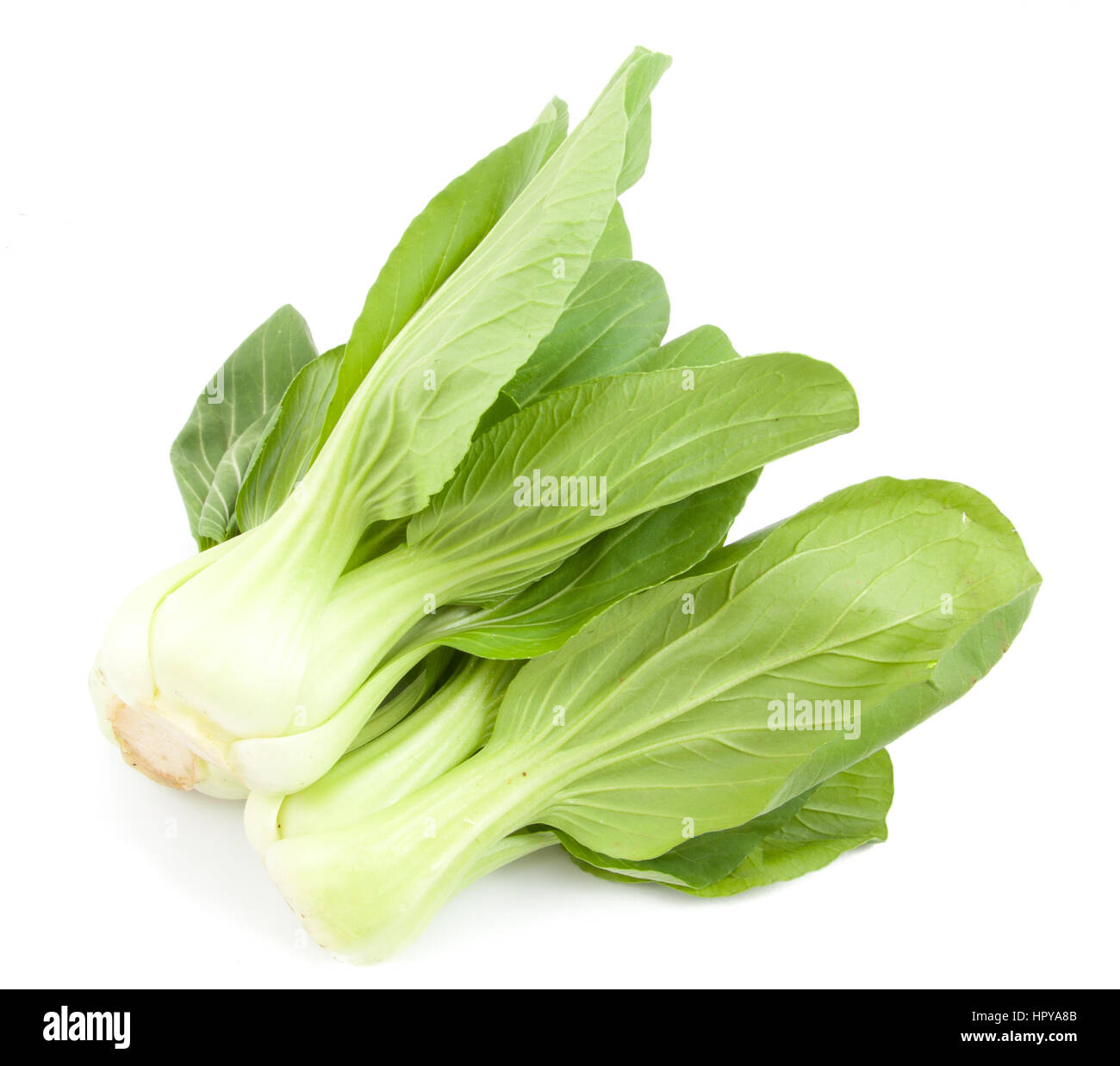Baby Pak Choy (Chinese Cabbage) on white Stock Photo - Alamy