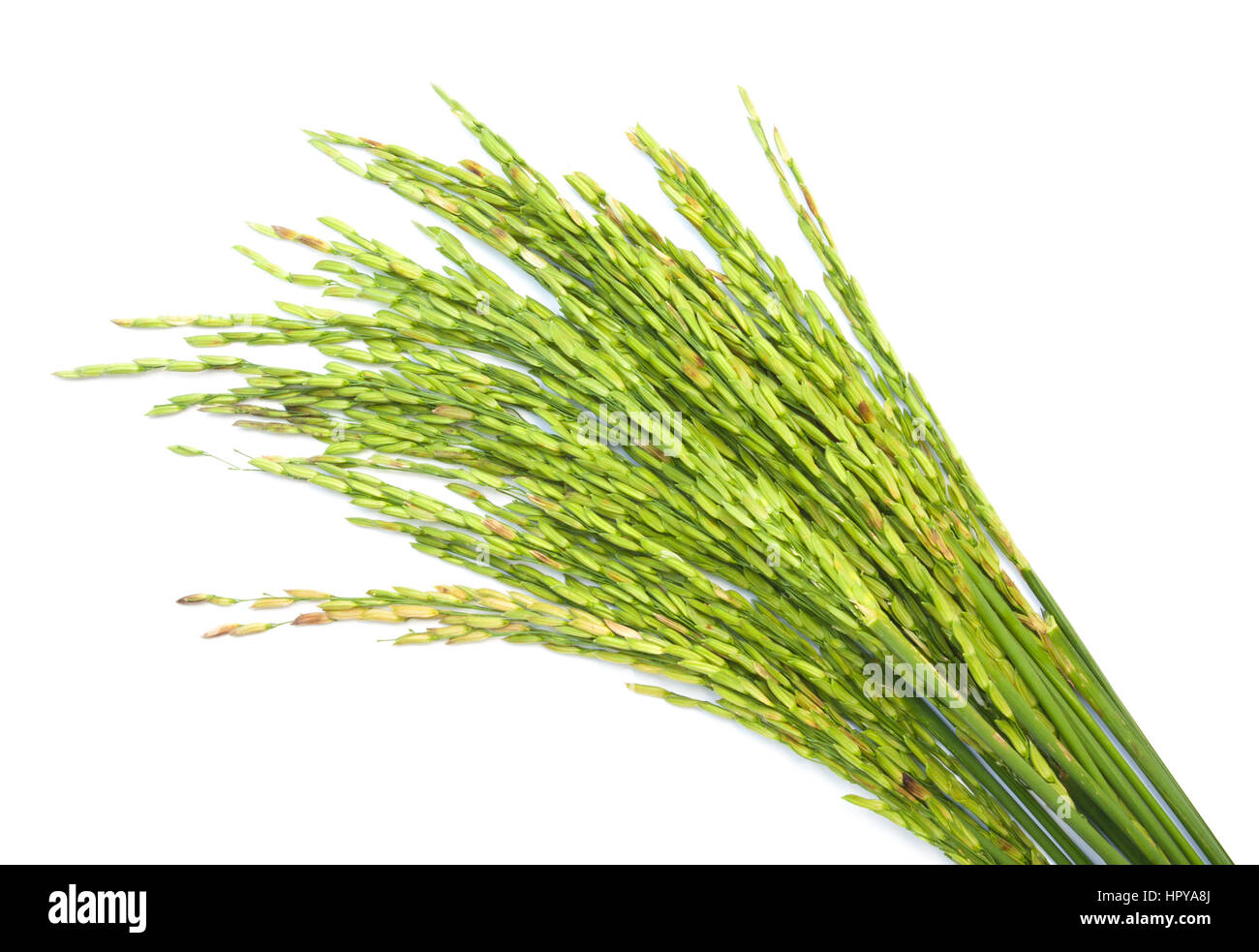 Spring bread barley spike Cut Out Stock Images & Pictures - Alamy