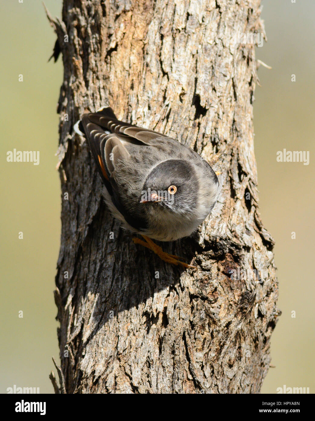 Sittella hi-res stock photography and images - Alamy