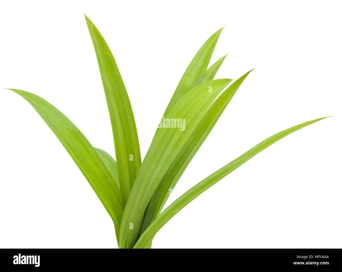 closeup green fresh pandan leaves thai herbal isolated Stock Photo - Alamy