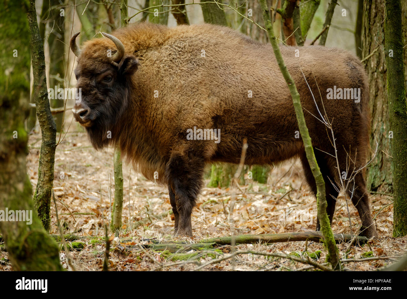 Bison animal hi-res stock photography and images - Alamy