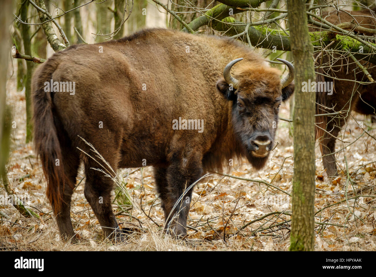 a wisent The European bison stands in the natural park of the Maashorst ...