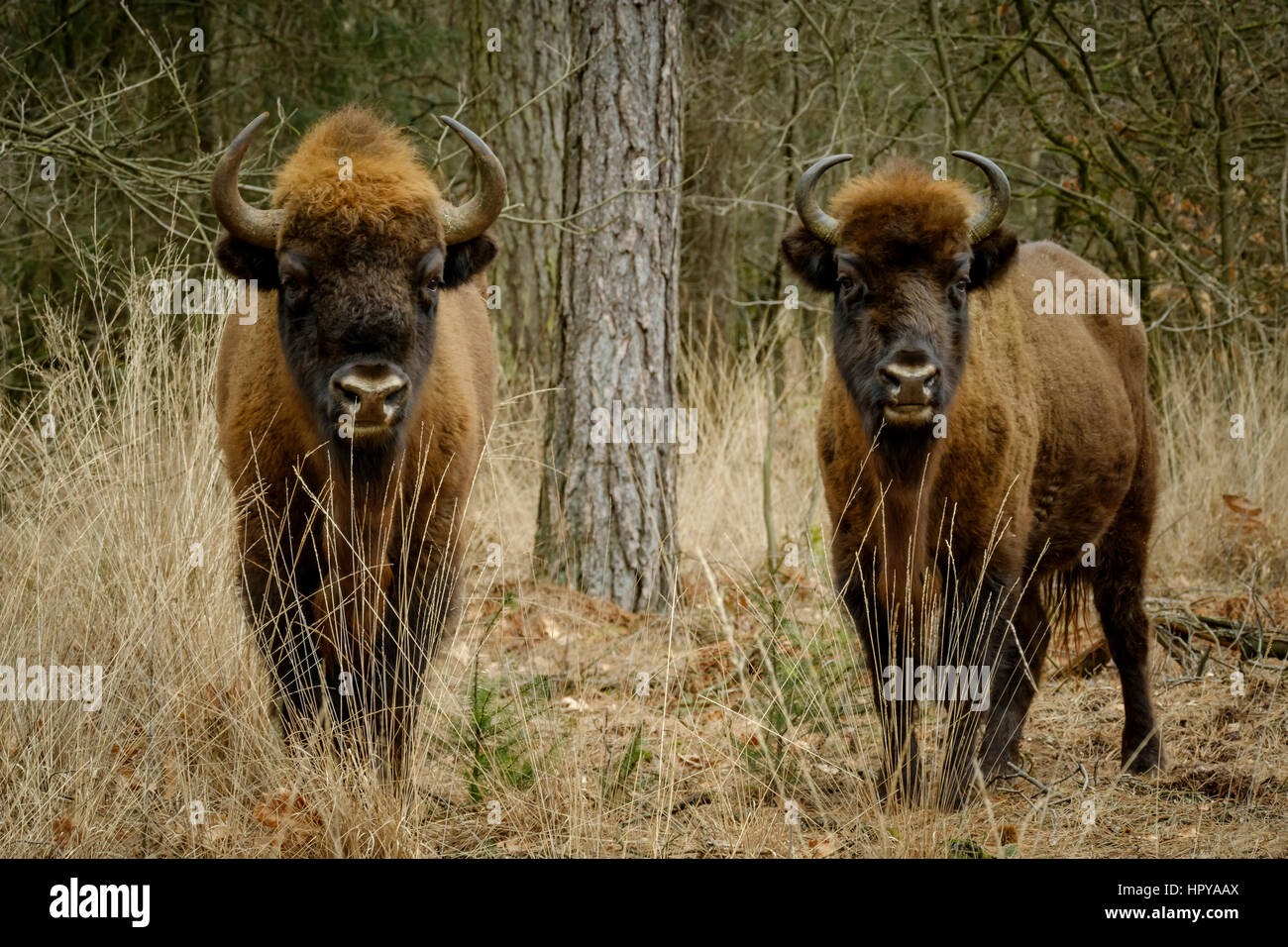 a wisent The European bison stands in the natural park of the Maashorst ...