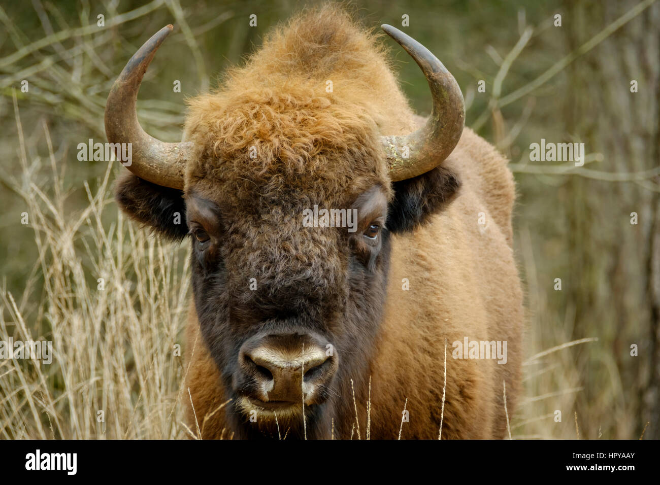 a wisent The European bison stands in the natural park of the Maashorst ...