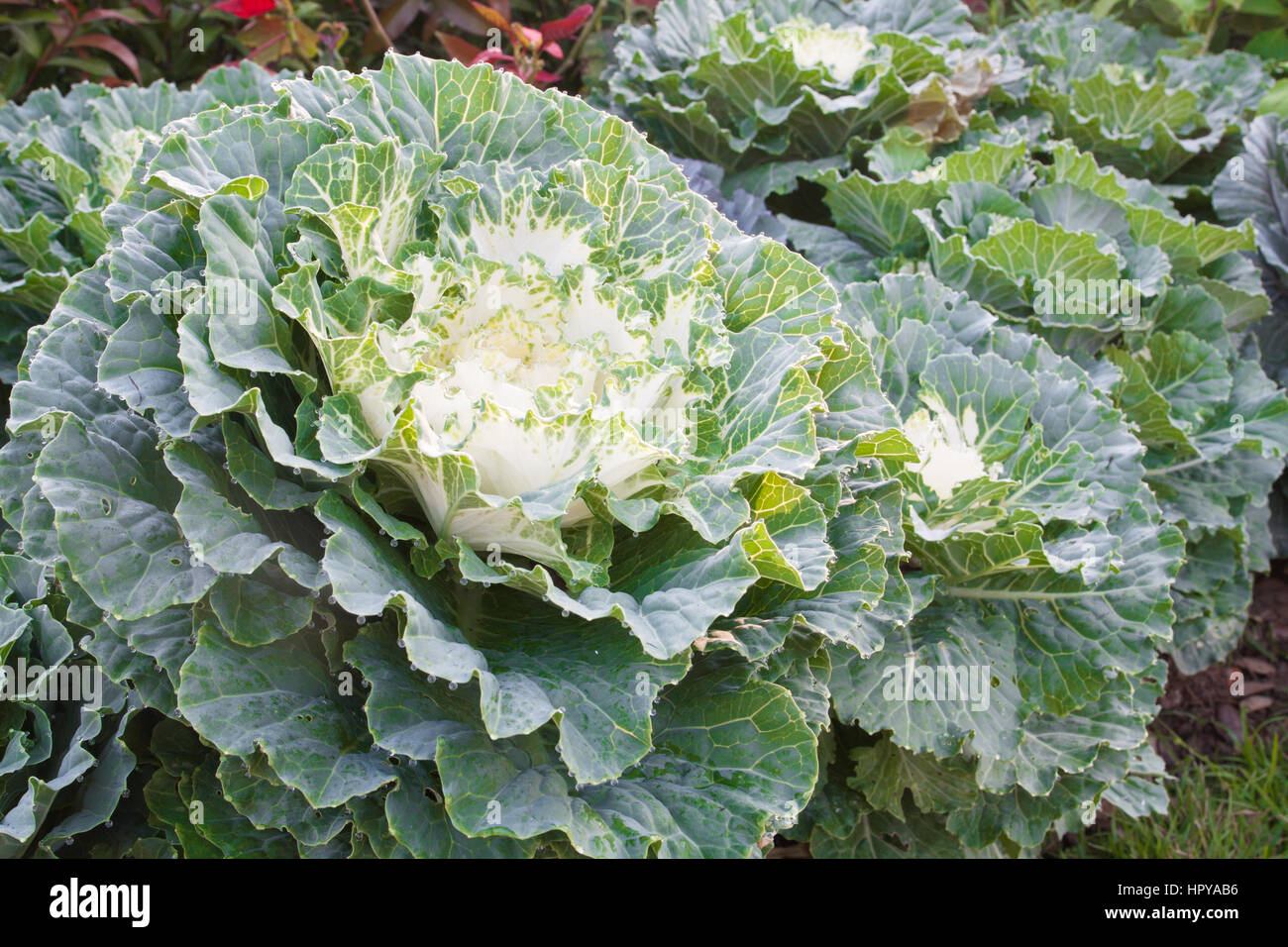 Immature flower buds hi-res stock photography and images - Alamy