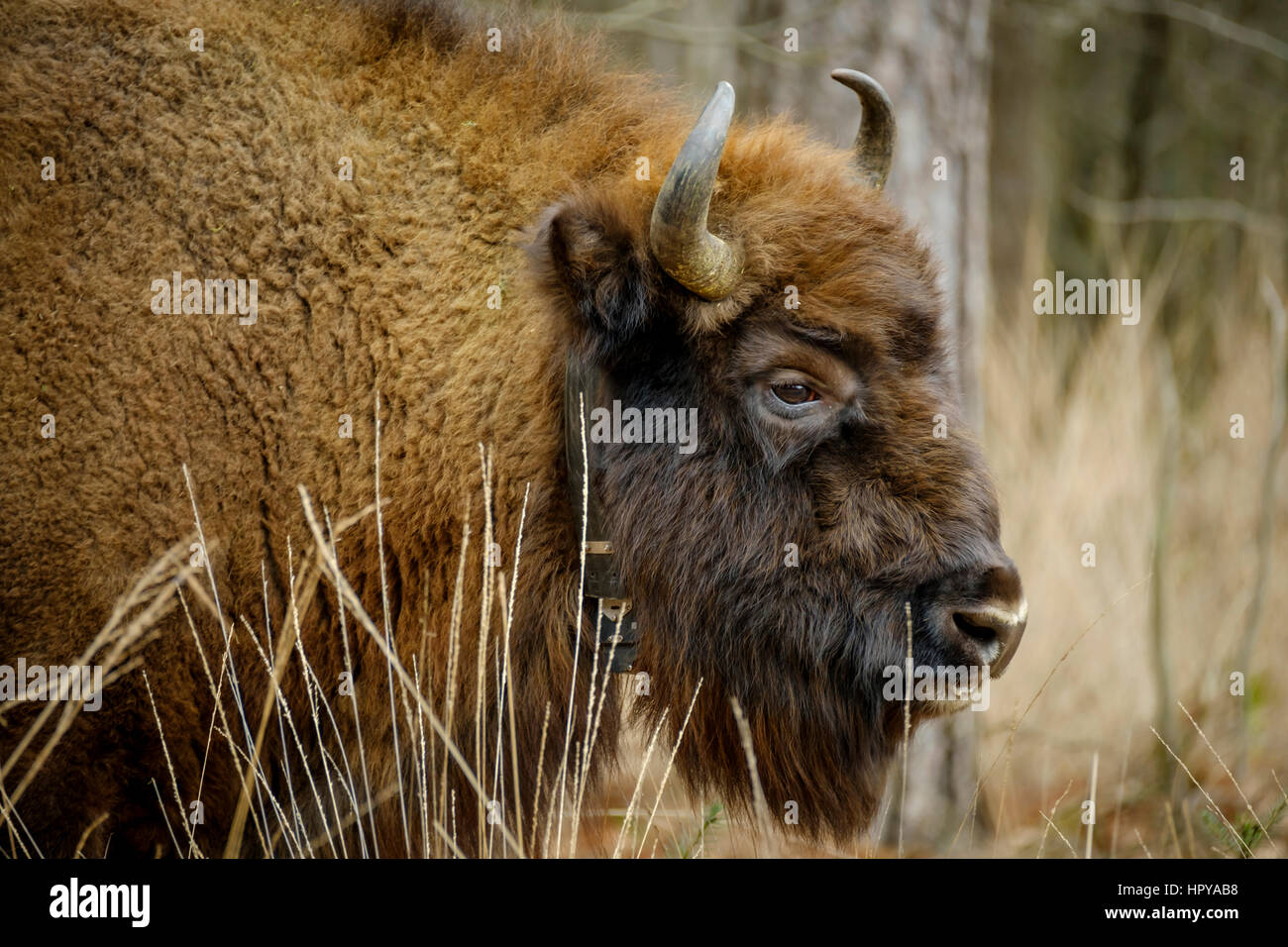 Wildlife europe hi-res stock photography and images - Alamy