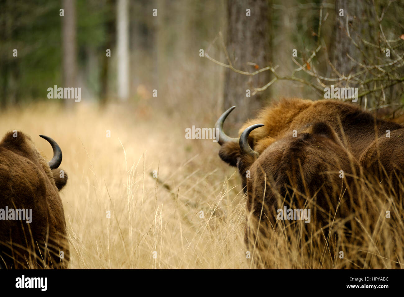 a wisent The European bison stands in the natural park of the Maashorst ...
