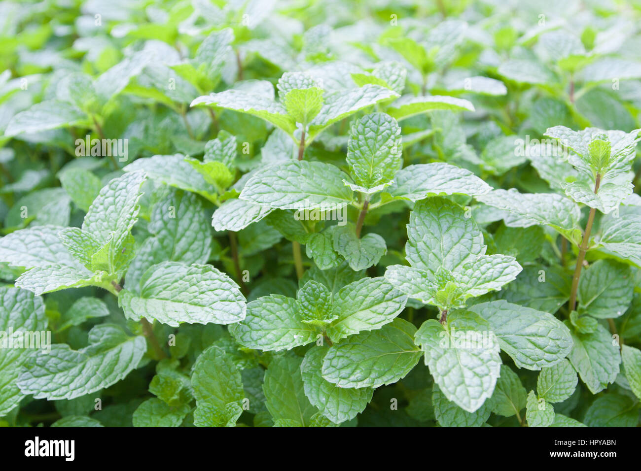 close up of fresh mints growing in the vegetable garden Stock Photo - Alamy