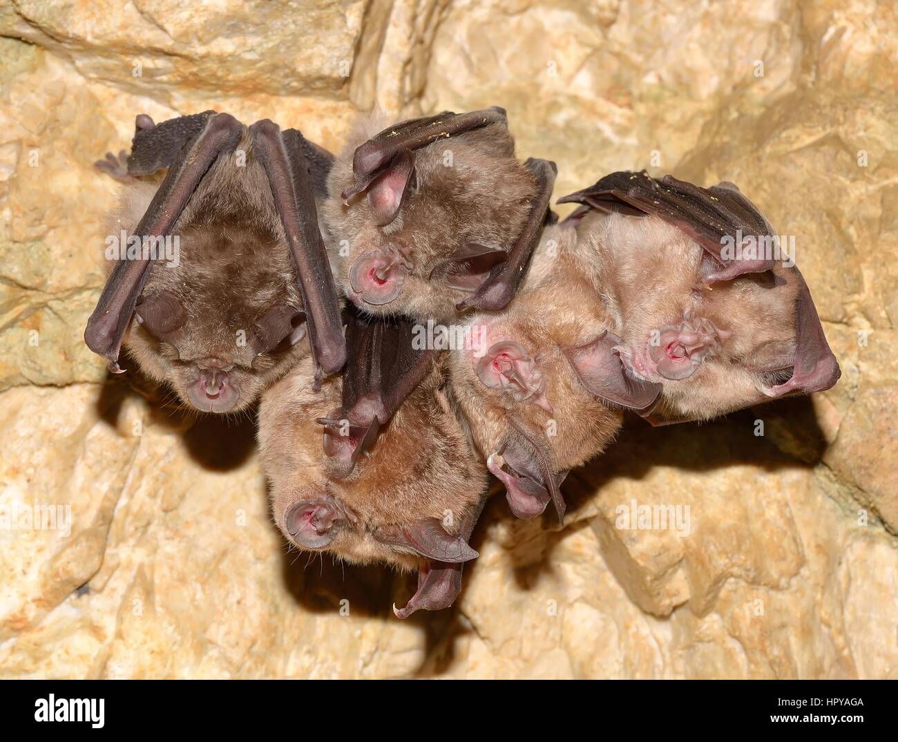 Lesser Horseshoe Bat (Rhinolophus hipposideros Stock Photo - Alamy