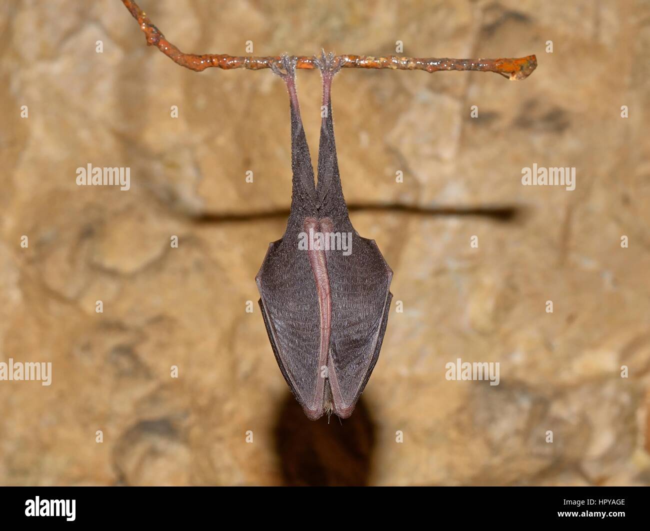 Greater horseshoe bat( Rhinolophus ferrumequinum Stock Photo - Alamy