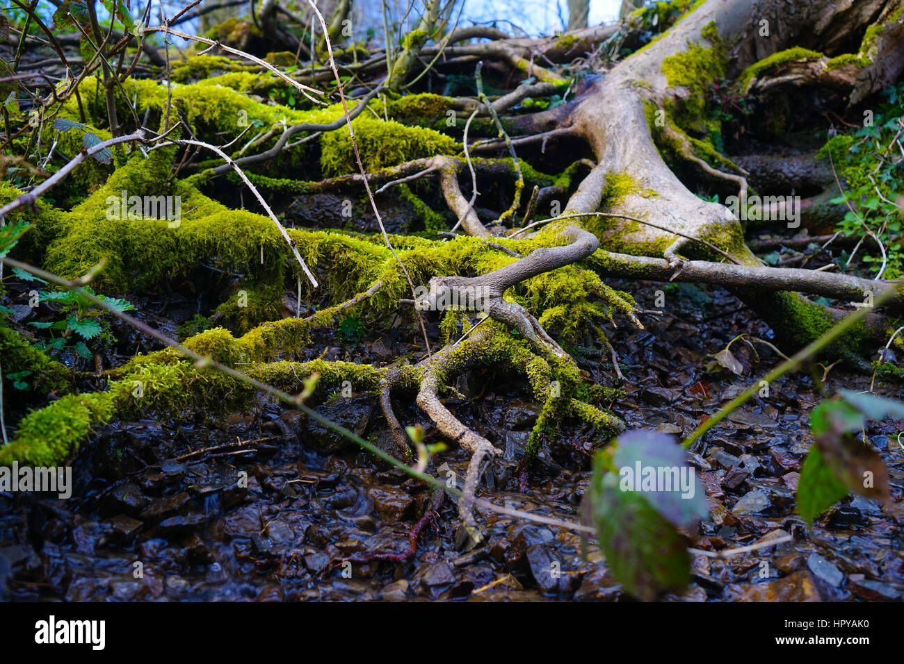 Wooden tree roots hi-res stock photography and images - Alamy