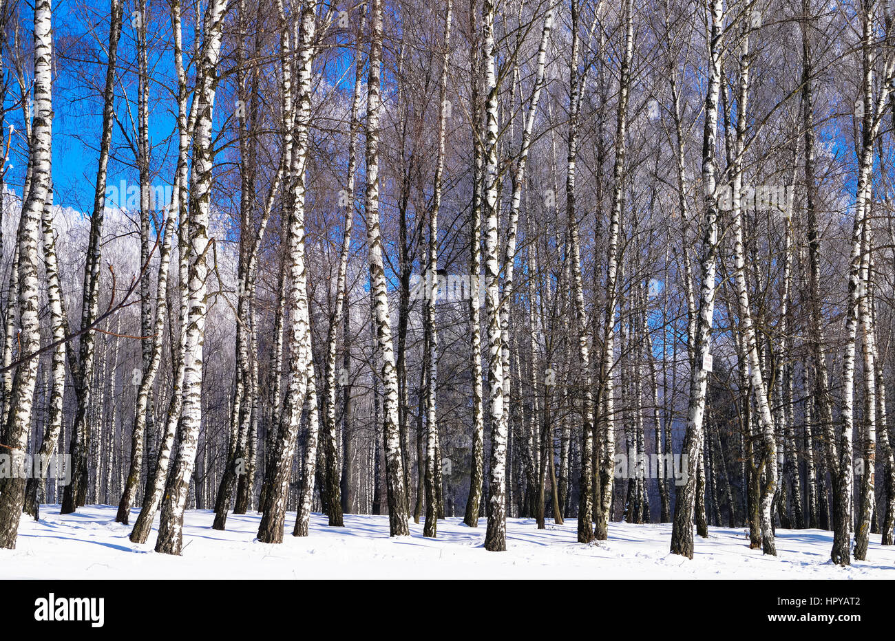 Birch trees winter landscape hi-res stock photography and images - Alamy