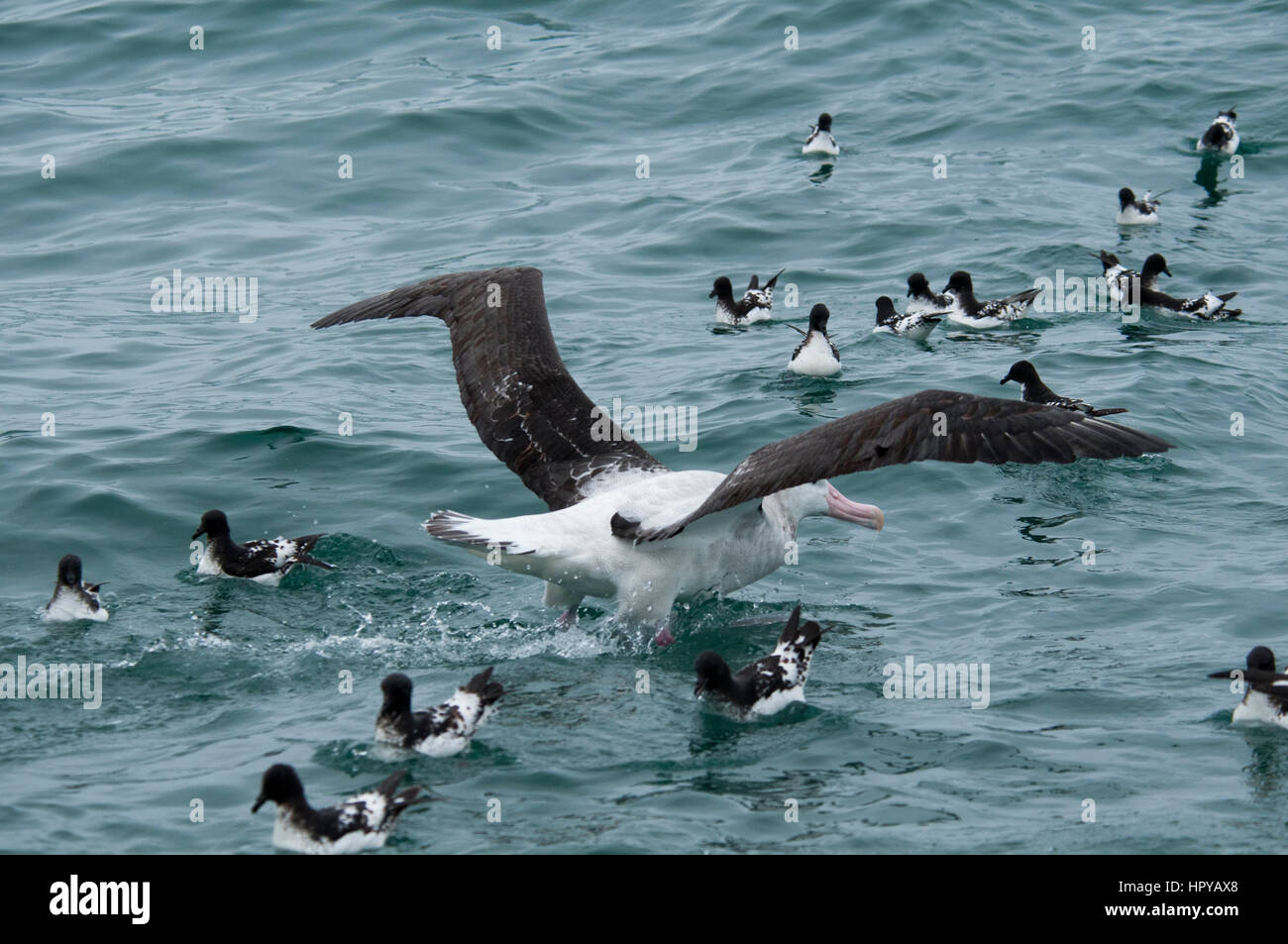 Wandering Albatros landing on the waves of the Pacific Ocean near the ...