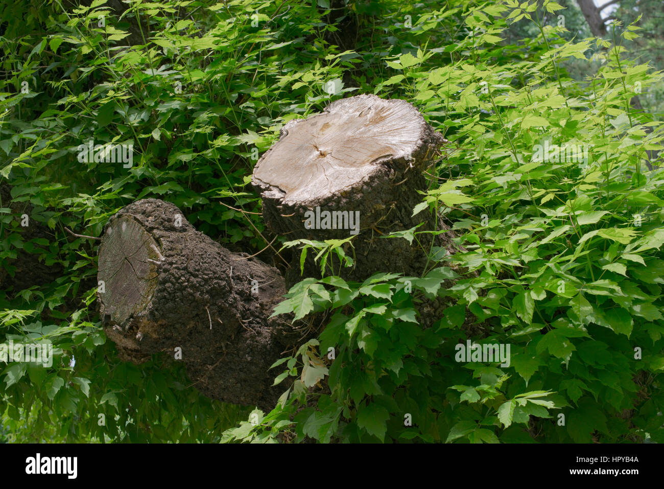 Sylvan tree hi-res stock photography and images - Alamy