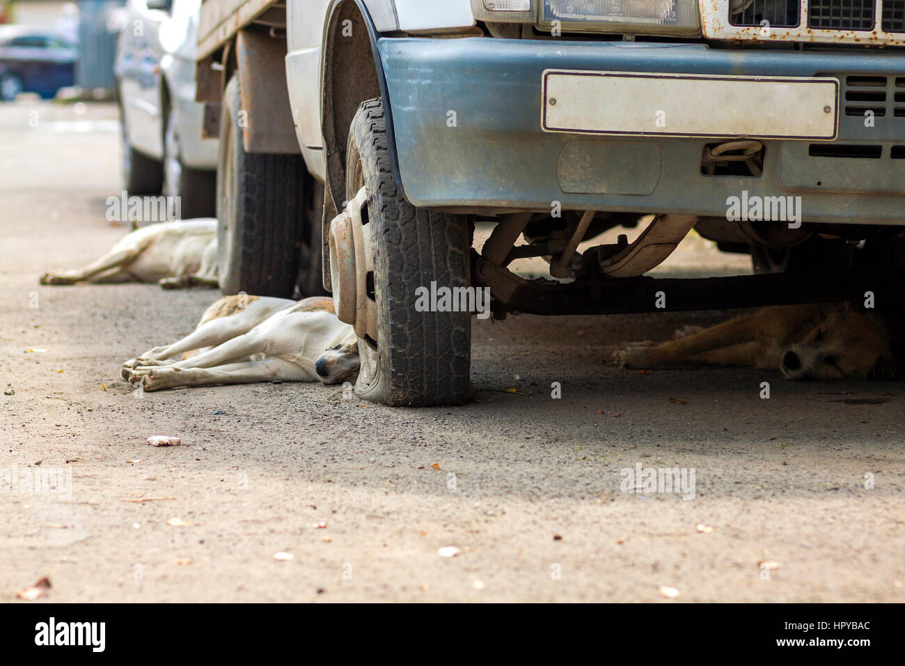 Dogs resting under an old car with flat tires Stock Photo - Alamy