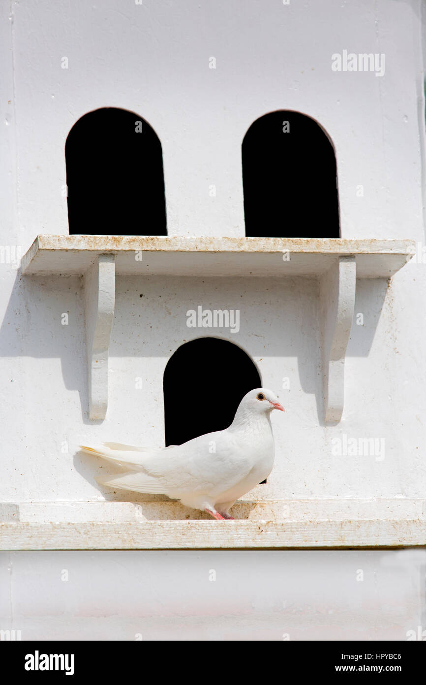 White Doves or Fan-Tailed Pigeons in an historic Dovecote Stock Photo ...