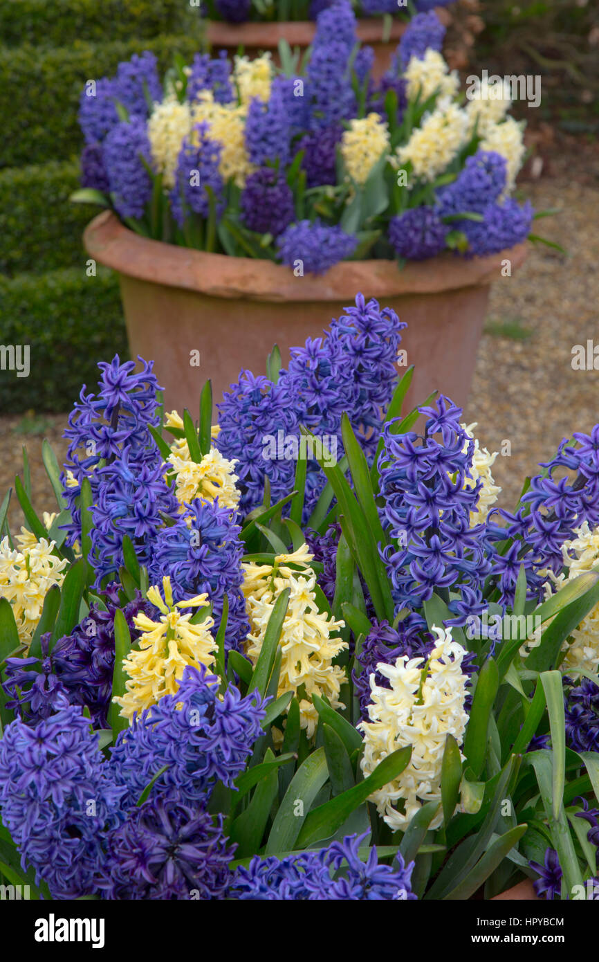 Hyacinths in flower growing in container pots Spring Norfolk Stock ...