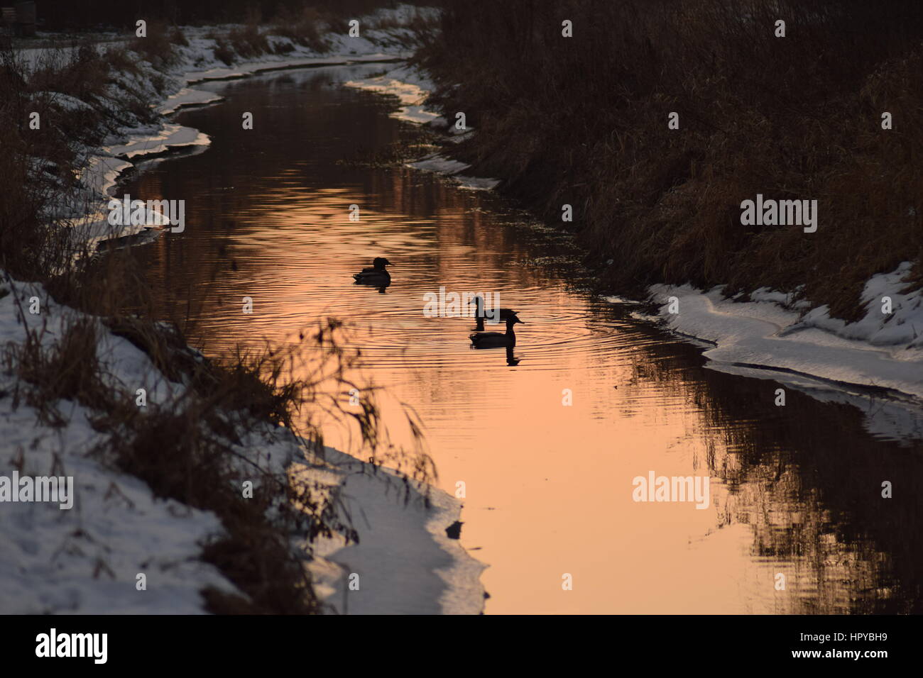 Ducks swimming in a stream with icy bank in the evening Stock Photo - Alamy