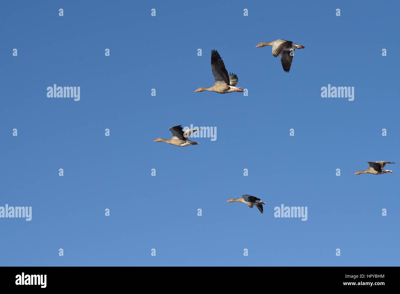 Geese flying clear sky hi-res stock photography and images - Alamy