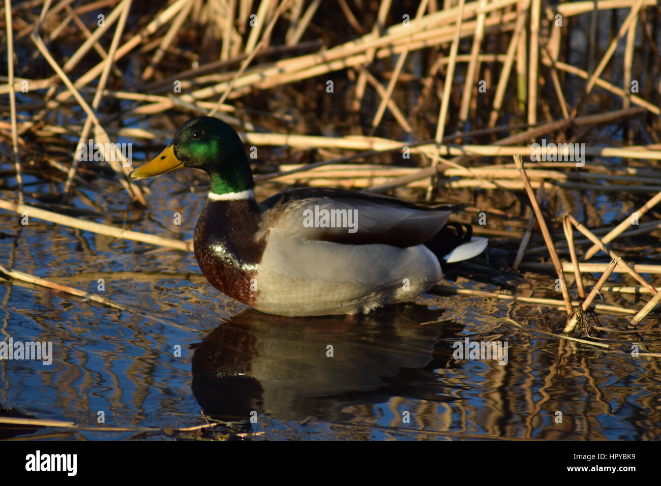 Duck chest hi-res stock photography and images - Alamy