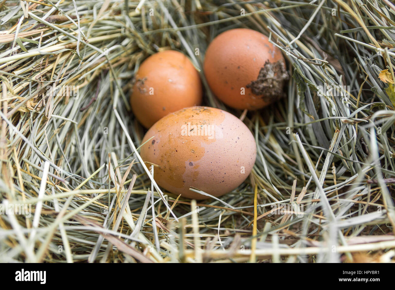 Dirty eggs hi-res stock photography and images - Alamy