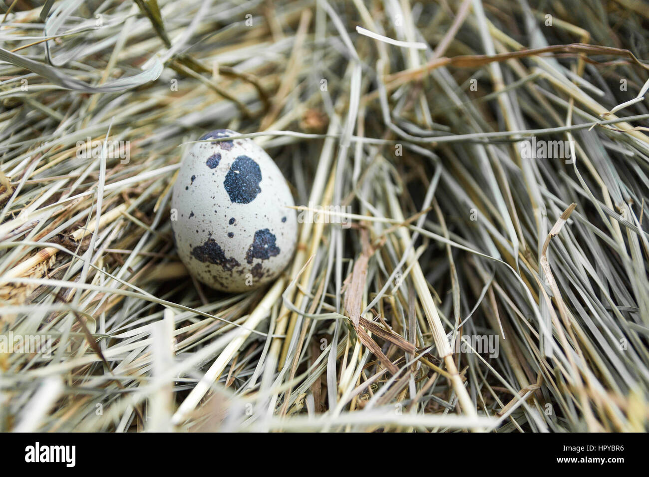 Quail egg front view. The natural atmosphere Stock Photo - Alamy