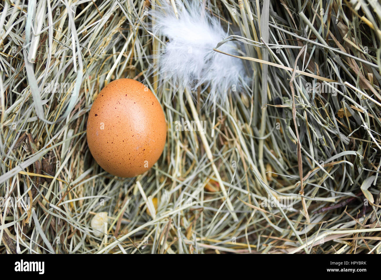 Chicken eggs and feathers at hay. Top view Stock Photo - Alamy