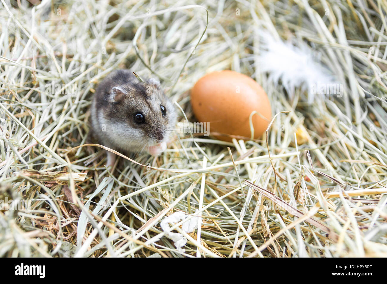 Chicken village hi-res stock photography and images - Alamy