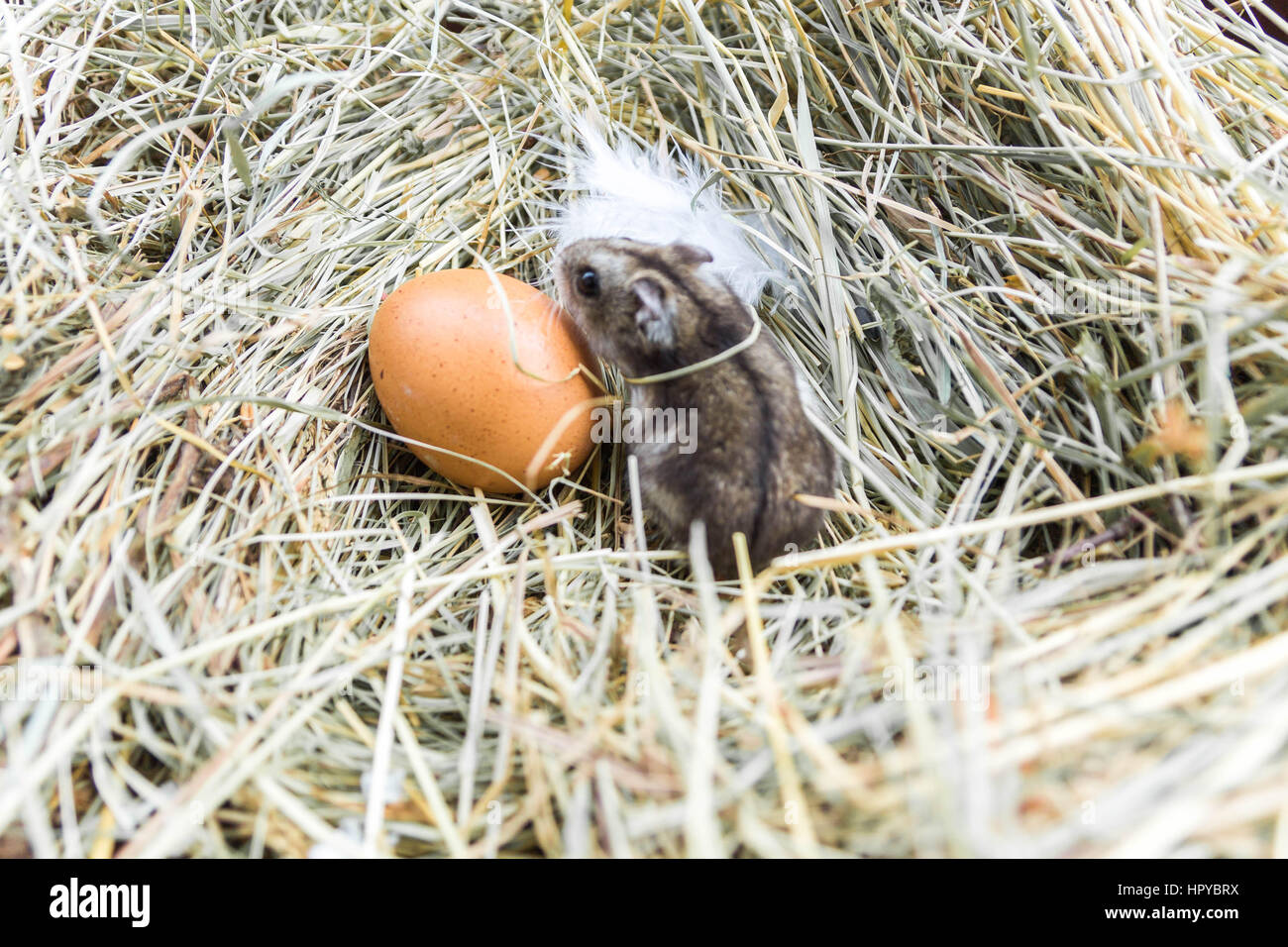 Mouse and quail egg on hay. The rural atmosphere Stock Photo - Alamy