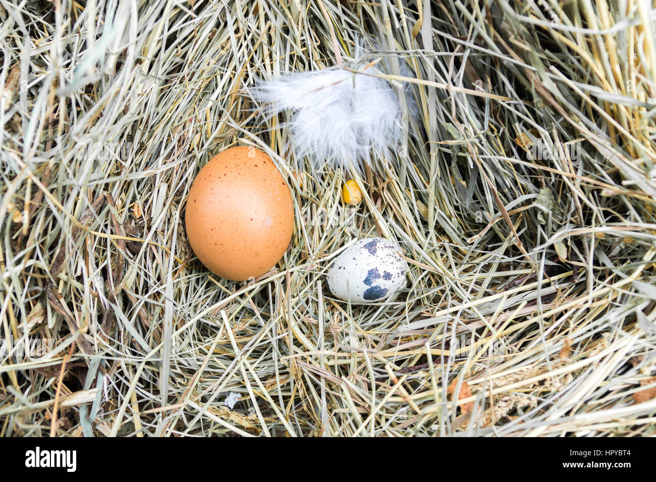 Chicken and quail eggs on hay. Top view Stock Photo - Alamy