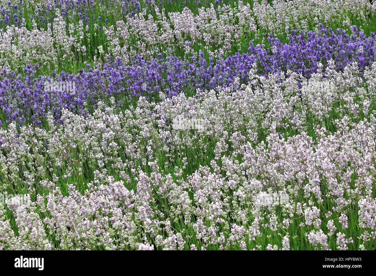 Lavender in rural england hi-res stock photography and images - Alamy